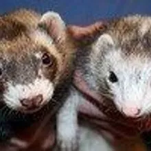 Ferrets | The Scientist