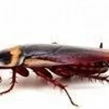 Cockroach | The Scientist