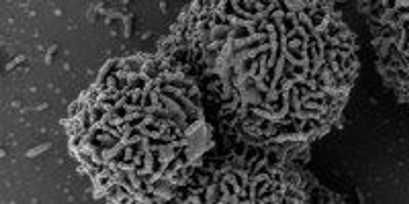 Arctic Bacteria Thrives at Mars Temps | The Scientist