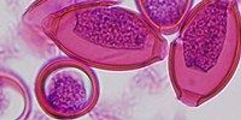 Image of the Day: Parasite Eggs | The Scientist