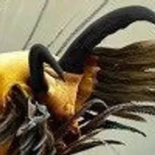 Image of the Day: Sticky Spider Feet | The Scientist