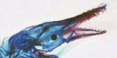 Image of the Day: Larval Fish | The Scientist