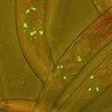 Image of the Day: Fluorescent Neurons | The Scientist