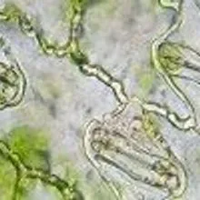 Image of the Day: Corn Stomates | The Scientist