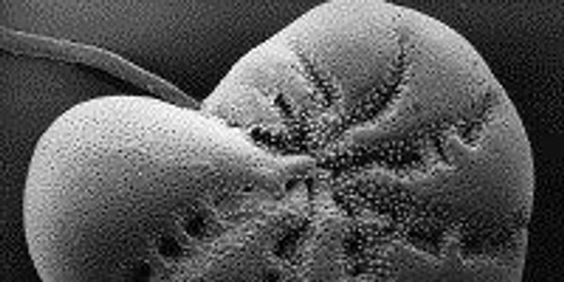 Ocean Floor Holds Ancient DNA | The Scientist