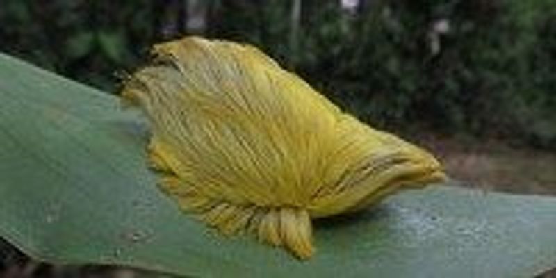 Image of the Day: Donald Trump Caterpillar | The Scientist