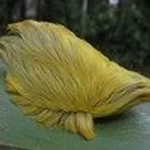 Image of the Day: Donald Trump Caterpillar | The Scientist