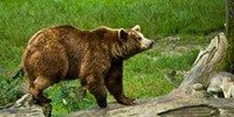 Birdwatcher Fights Off Bear | The Scientist