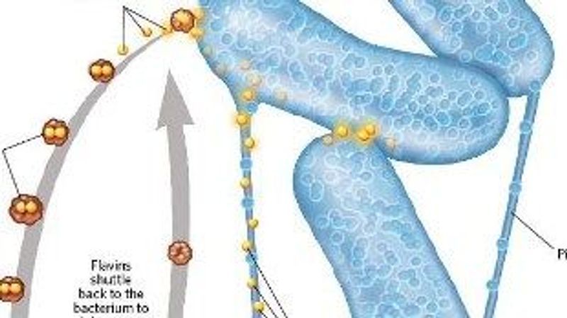 Electron Shuffle | The Scientist