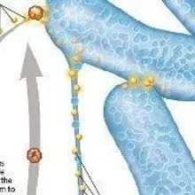 Electron Shuffle | The Scientist