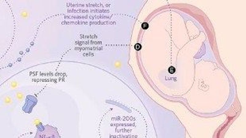 Molecular Models of Birth | The Scientist