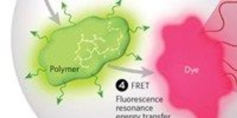 BRET Meets FRET | The Scientist
