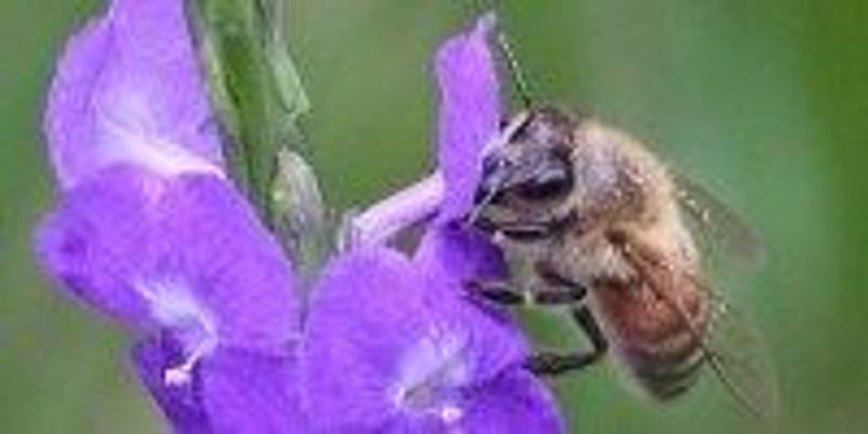 Europe to Ban Neonicotinoids | The Scientist