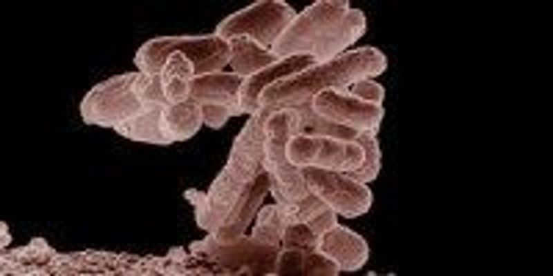 Bacteria Make Diesel Molecules | The Scientist
