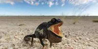 Image of the Day: Aggressive Posture | The Scientist