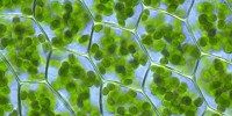 Image of the Day: Magnified Moss | The Scientist Magazine®