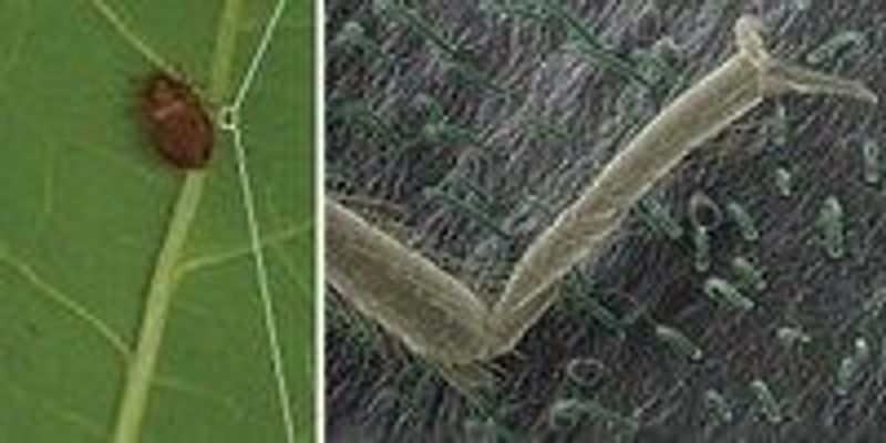 Bed Bug-Trapping Plants | The Scientist