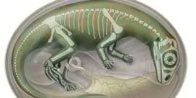 Dinosaur Embryo Graveyard | The Scientist
