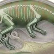 Dinosaur Embryo Graveyard | The Scientist