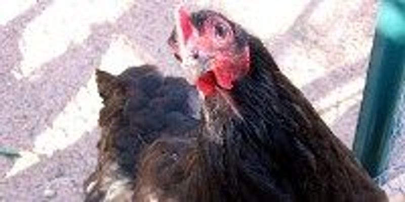 Chicken Virus Attacks Cancer Cells | The Scientist