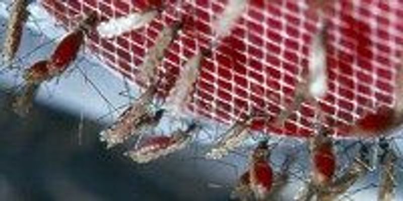 Image of the Day: Mosquito Meal | The Scientist