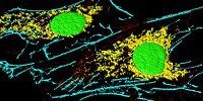 Image of the Day: Connective Tissue Cells | The Scientist