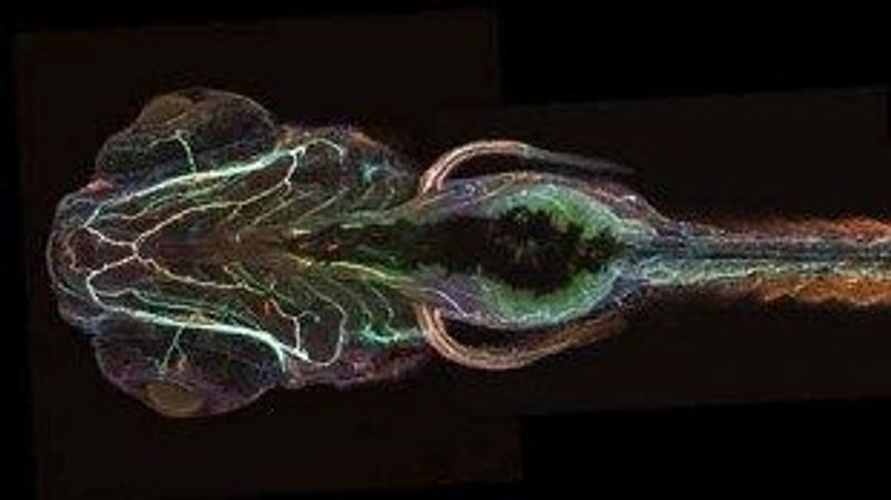 Seeing Clearly | The Scientist