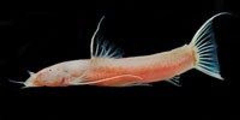 Speed-Sensitive Denticles | The Scientist