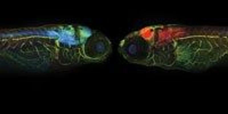 Models of Transparency | The Scientist