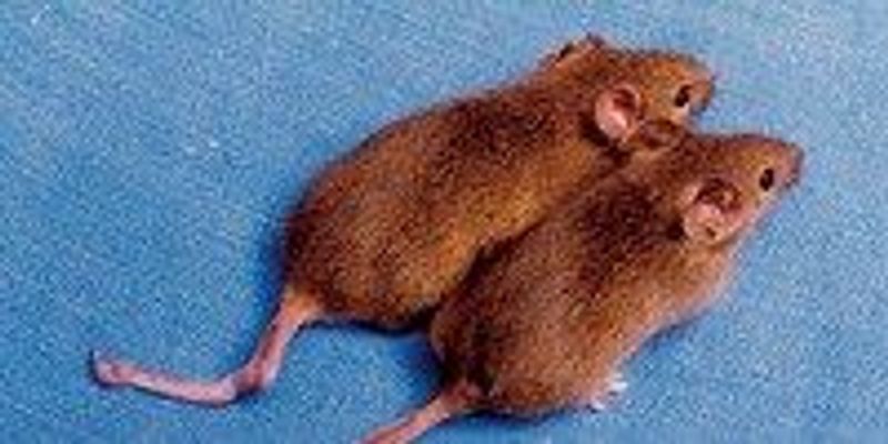 Image of the Day: Almost Identical Mice | The Scientist Magazine®
