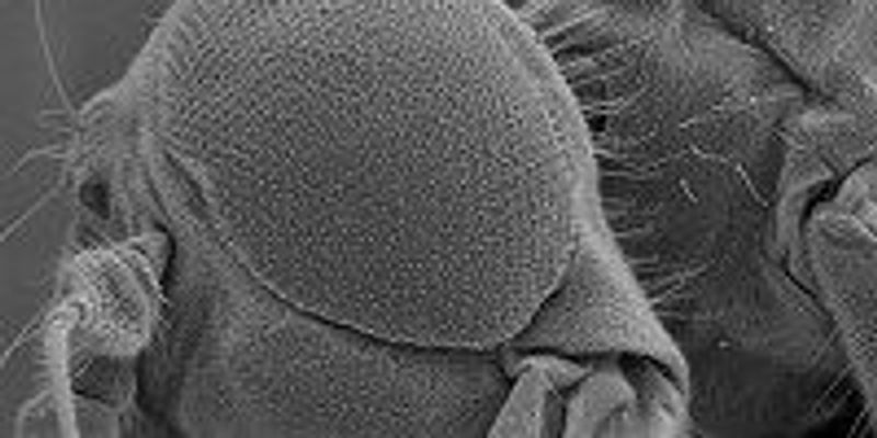 Image of the Day: Arctic Bug | The Scientist