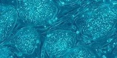 Stem-Cell Cocktail Given Green Light | The Scientist