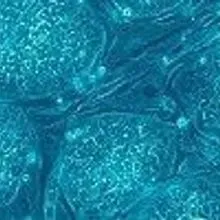 Stem-Cell Cocktail Given Green Light | The Scientist