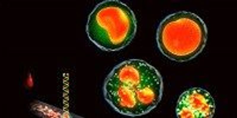 Image of the Day: Sorting Cells | The Scientist