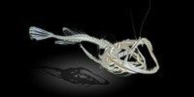 Image of the Day: Deep-Sea Skeleton | The Scientist