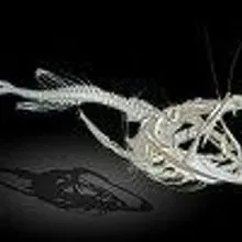 Image of the Day: Deep-Sea Skeleton | The Scientist