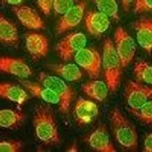 Privacy and the HeLa Genome | The Scientist