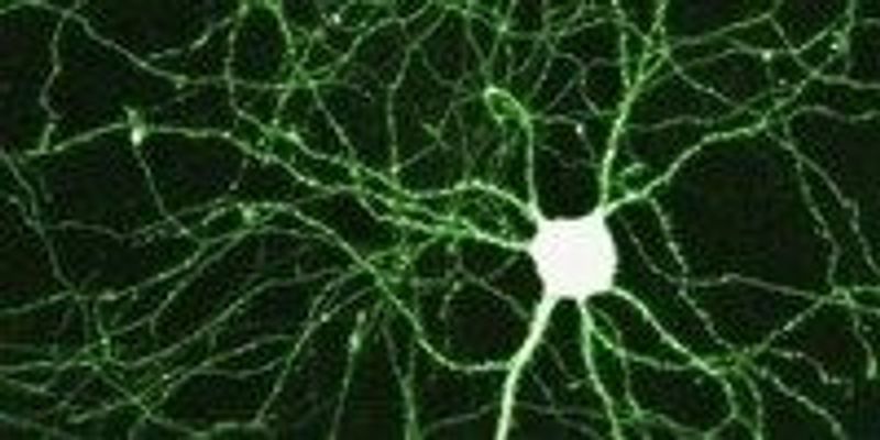 Brain Activity Breaks DNA | The Scientist