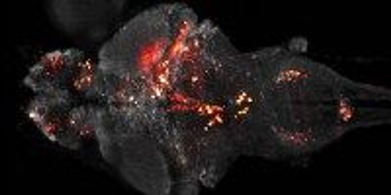 Fish Brain on Film | The Scientist