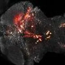 Fish Brain on Film | The Scientist