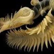 Image of the Day: Parchment Worm | The Scientist