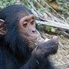 Great Ape Research Decision | The Scientist