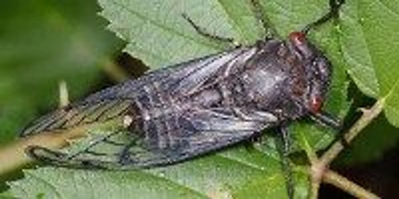 Insect Wing Kills Bacteria | The Scientist