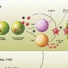 Antibody-Dependent Enhanced (ADE) Immunity | The Scientist