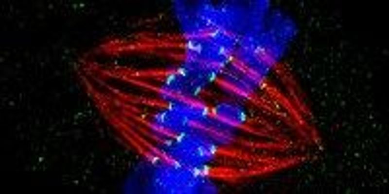 Image of the Day: Rat-Kangaroo Cell Divides | The Scientist