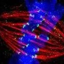 Image of the Day: Rat-Kangaroo Cell Divides | The Scientist