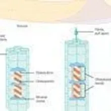 Bone Fracture | The Scientist