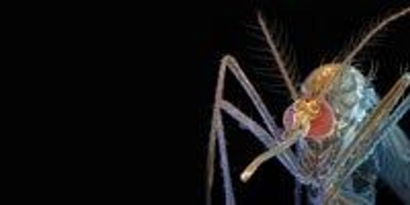 Bedeviled by Dengue | The Scientist