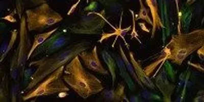 Image of the Day: Nervous System Stars | The Scientist