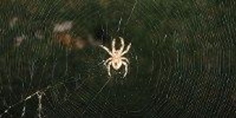 Spider-Man Science | The Scientist